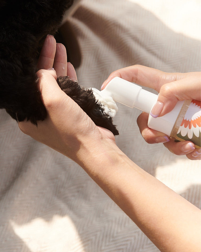 Clean Paws Set | No-Rinse Foaming Paw Cleanser | Dandylion